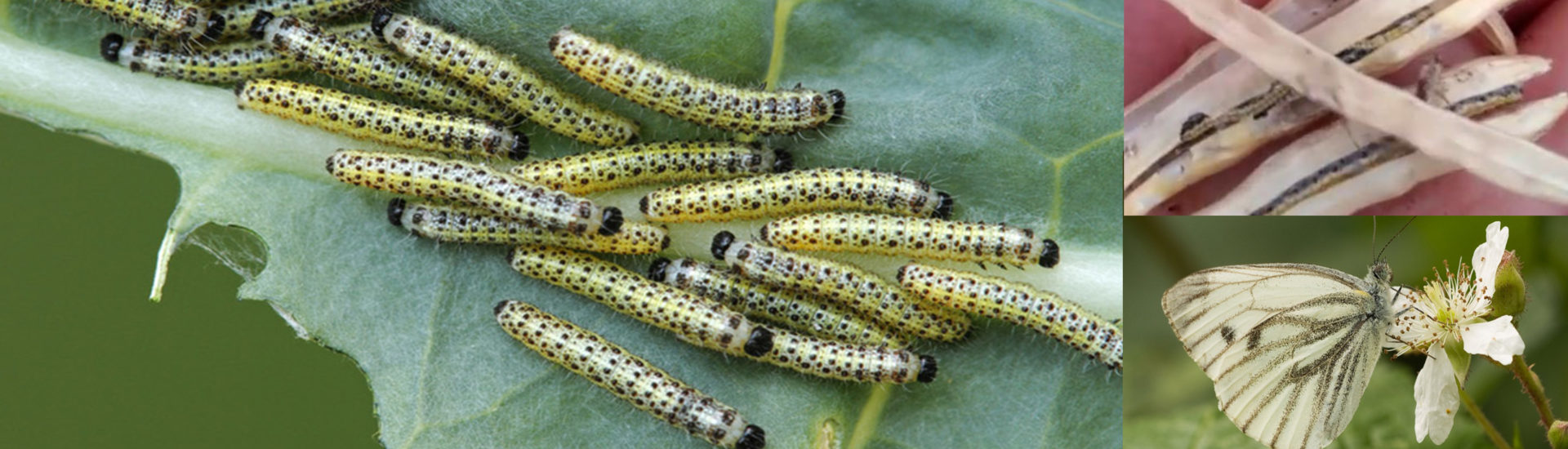 Plagen (ongewenste beestjes) – Plantaardiger