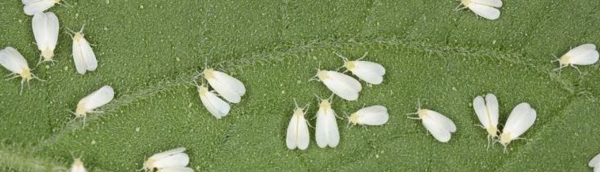 Plagen (ongewenste beestjes) – Plantaardiger