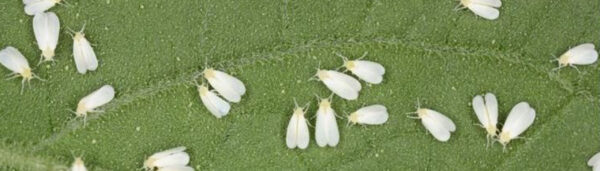 Plagen (ongewenste beestjes) – Plantaardiger