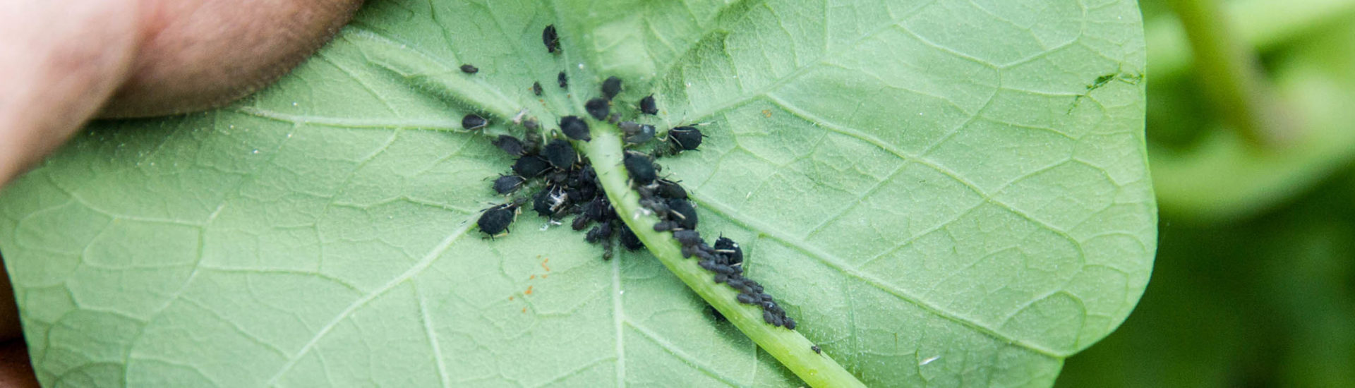 Luizen te lijf! – Plantaardiger