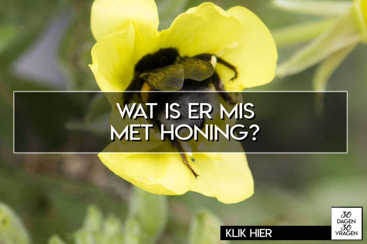 Wat is er mis met honing? – Plantaardiger