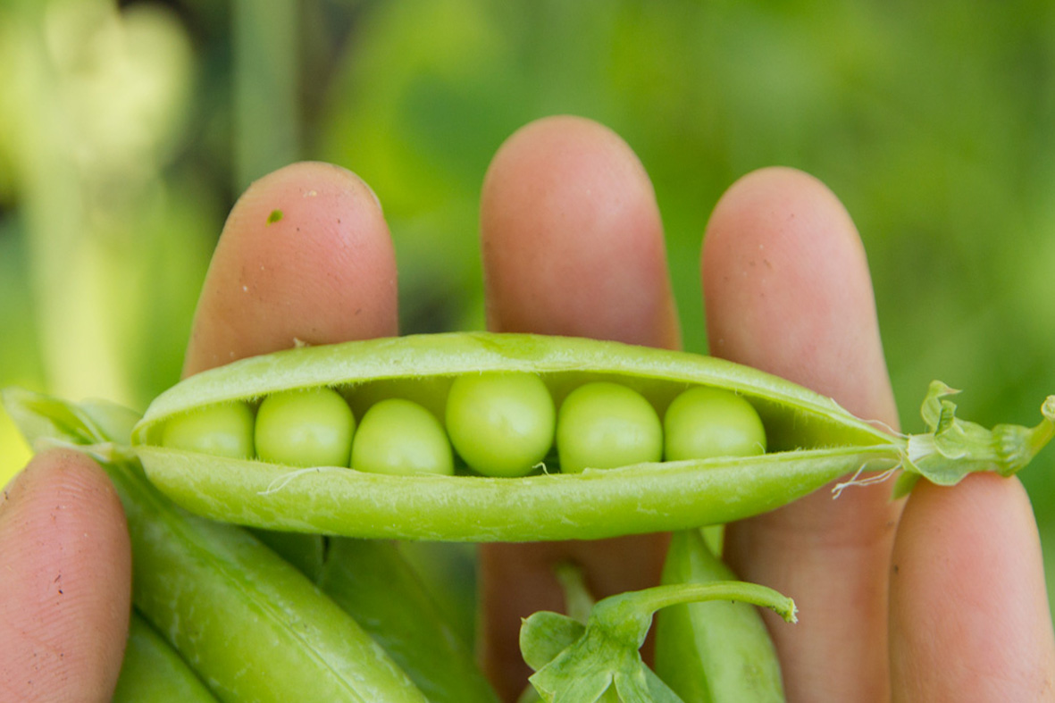 6 Superfoods uit eigen moestuin – Plantaardiger