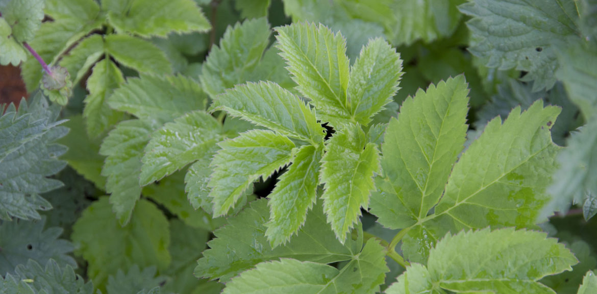 Zevenblad – Plantaardiger