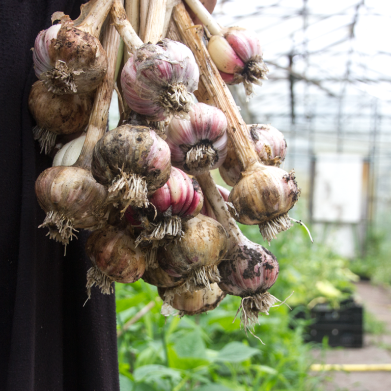 Oogsten en Bewaren – Plantaardiger